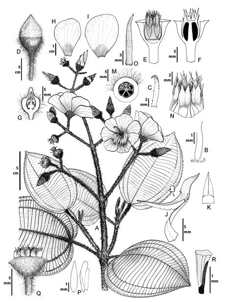 Revisión taxonómica del género Meriania (Melastomataceae) en Colombia