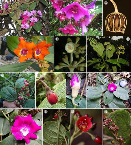 Revisión taxonómica del género Meriania (Melastomataceae) en Colombia