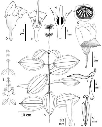 Revisión taxonómica del género Meriania (Melastomataceae) en Colombia