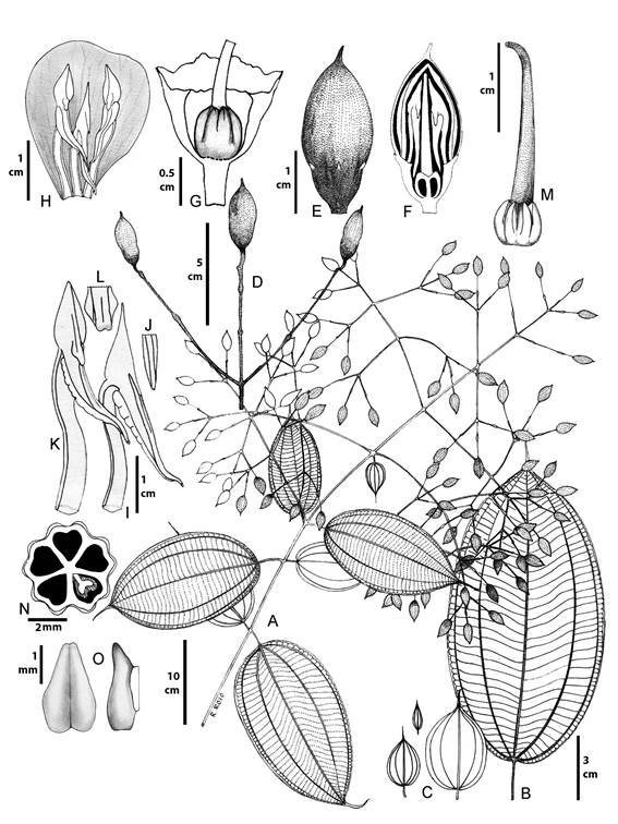 Revisión taxonómica del género Meriania (Melastomataceae) en Colombia