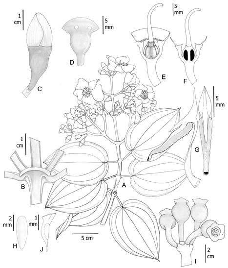Revisión taxonómica del género Meriania (Melastomataceae) en Colombia