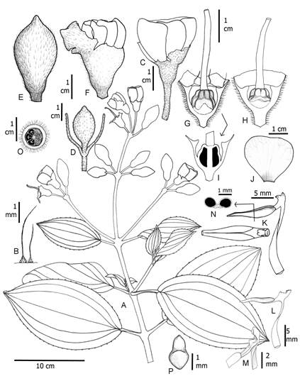 Revisión taxonómica del género Meriania (Melastomataceae) en Colombia