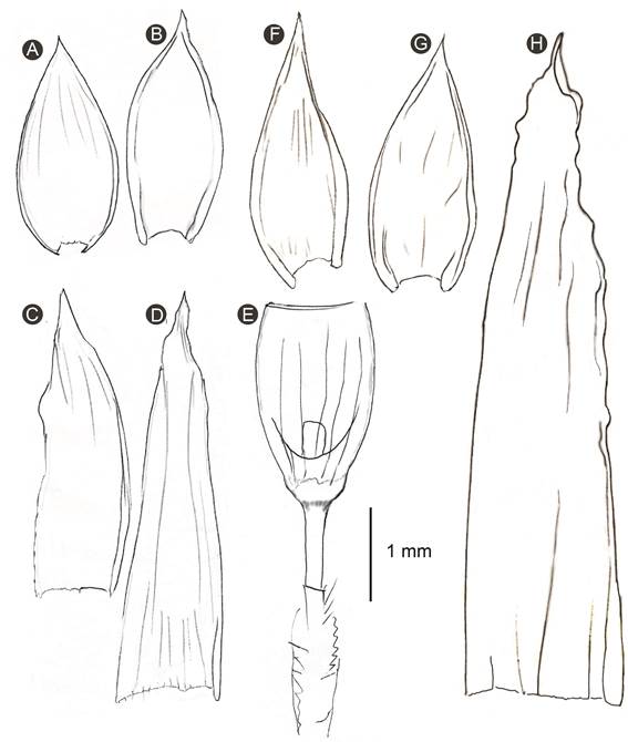 Seta length variation and the refutation of Hedwigidium=Braunia ...