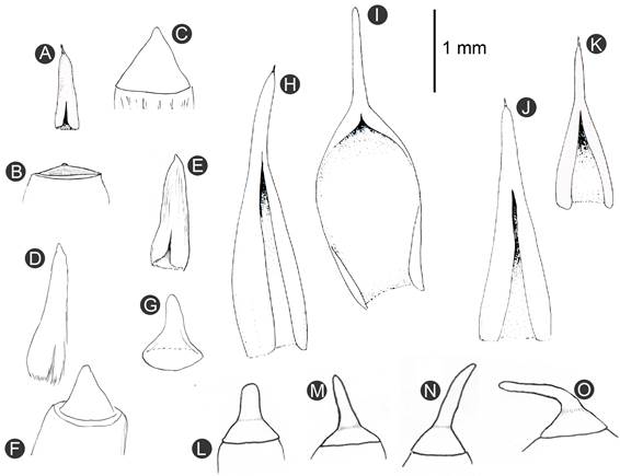 Seta length variation and the refutation of Hedwigidium=Braunia ...