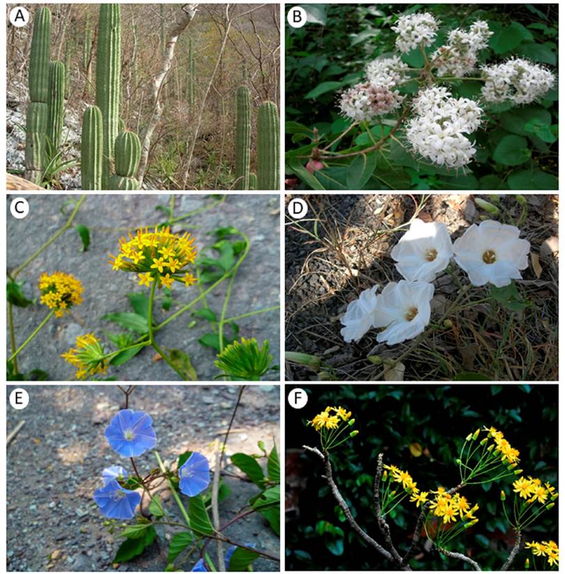 Nombres De árboles De Bosques Caducifolios