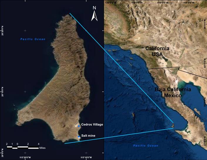 Thirteen new weeds on Cedros Island, Baja California, Mexico