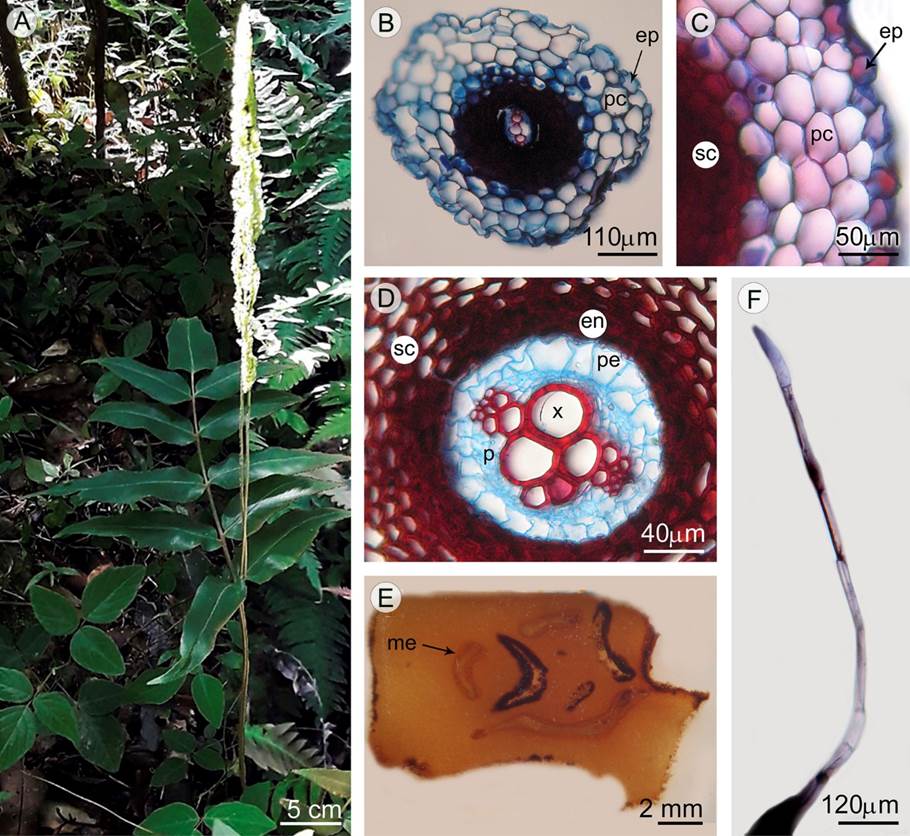 Anatomy of the sporophyte of Anemia phyllitidis var. phyllitidis ...