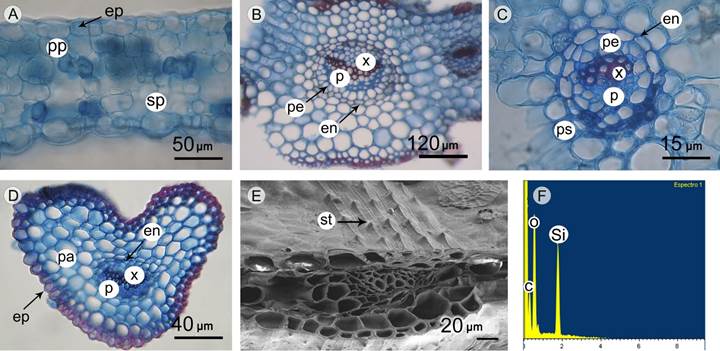 Anatomy of the sporophyte of Anemia phyllitidis var. phyllitidis ...