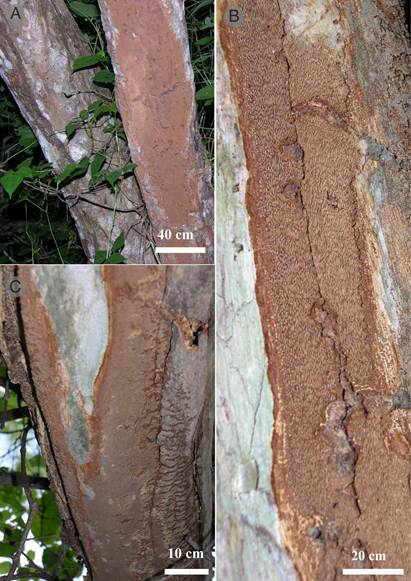 Fuscoporia valenzuelae (Hymenochaetaceae, Basidiomycota), a new species ...