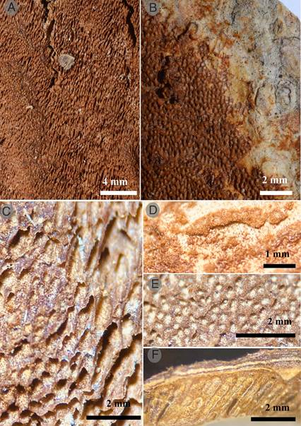Fuscoporia valenzuelae (Hymenochaetaceae, Basidiomycota), a new species ...