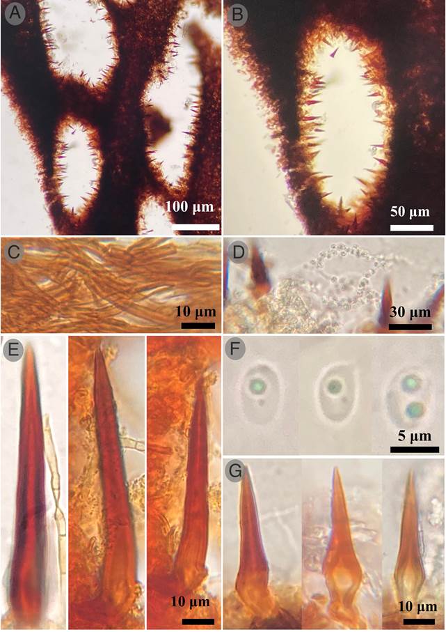 Fuscoporia valenzuelae (Hymenochaetaceae, Basidiomycota), a new species ...