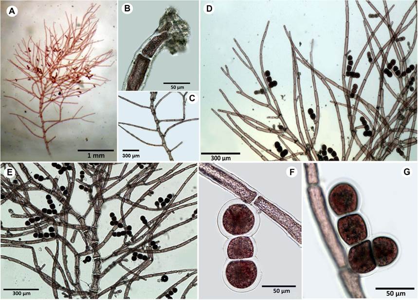 Notes on the marine algae of the International Biosphere Reserve ...