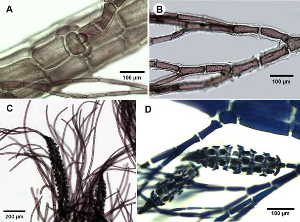 Notes on the marine algae of the International Biosphere Reserve ...