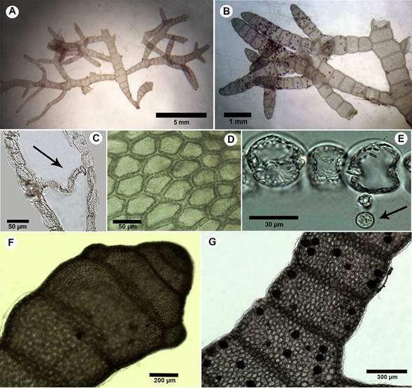 Notes on the marine algae of the International Biosphere Reserve ...