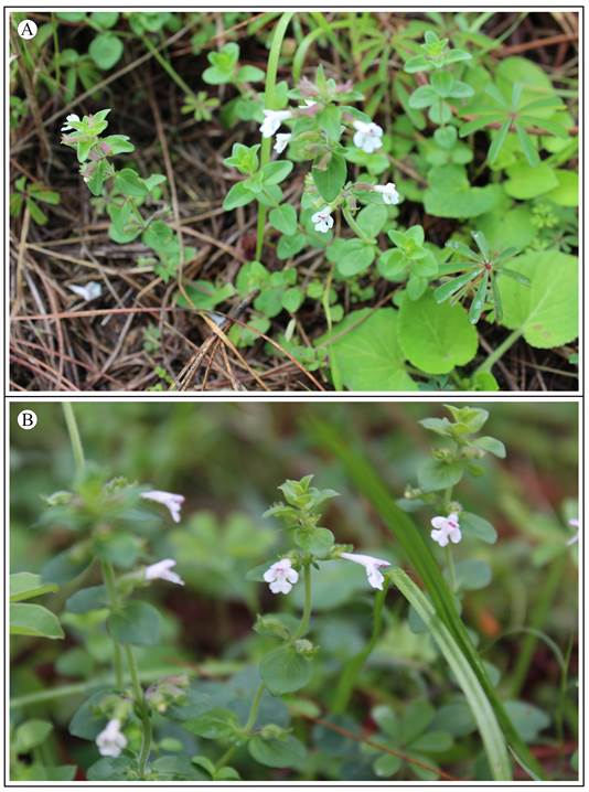 The quiensabe, Hedeoma piperita (Lamiaceae), a species with cultural ...