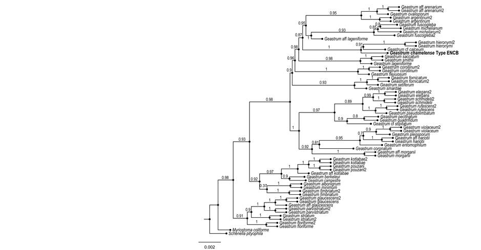 Geastrum chamelense (Geastraceae, Agaricomycetes), a new species with ...