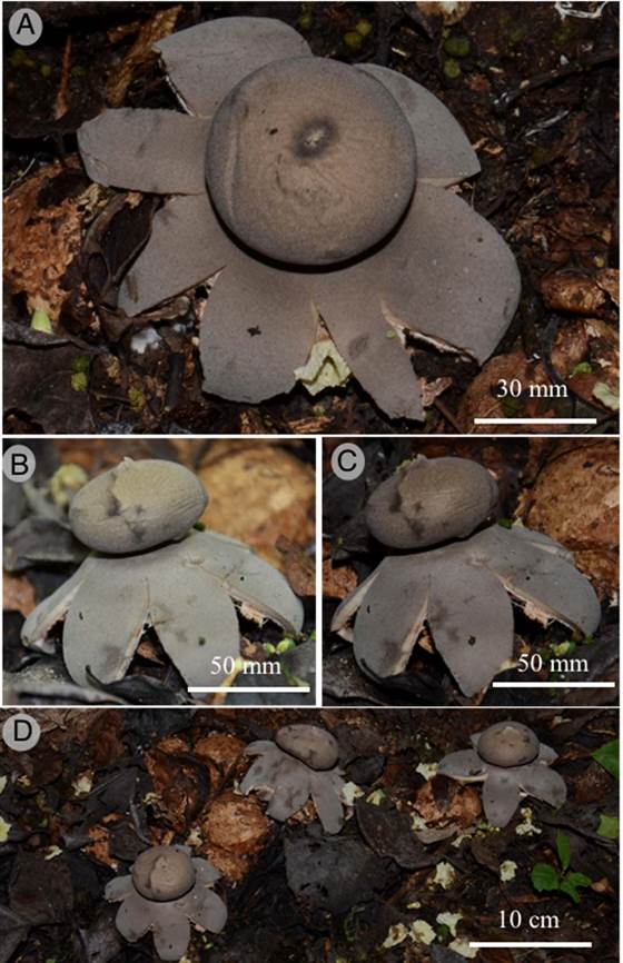 Geastrum chamelense (Geastraceae, Agaricomycetes), a new species with ...