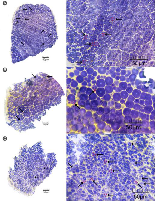 Endosperm starch grains of Andropogon, Arthraxon hispidus, and ...