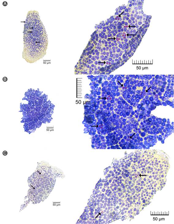 Endosperm starch grains of Andropogon, Arthraxon hispidus, and ...