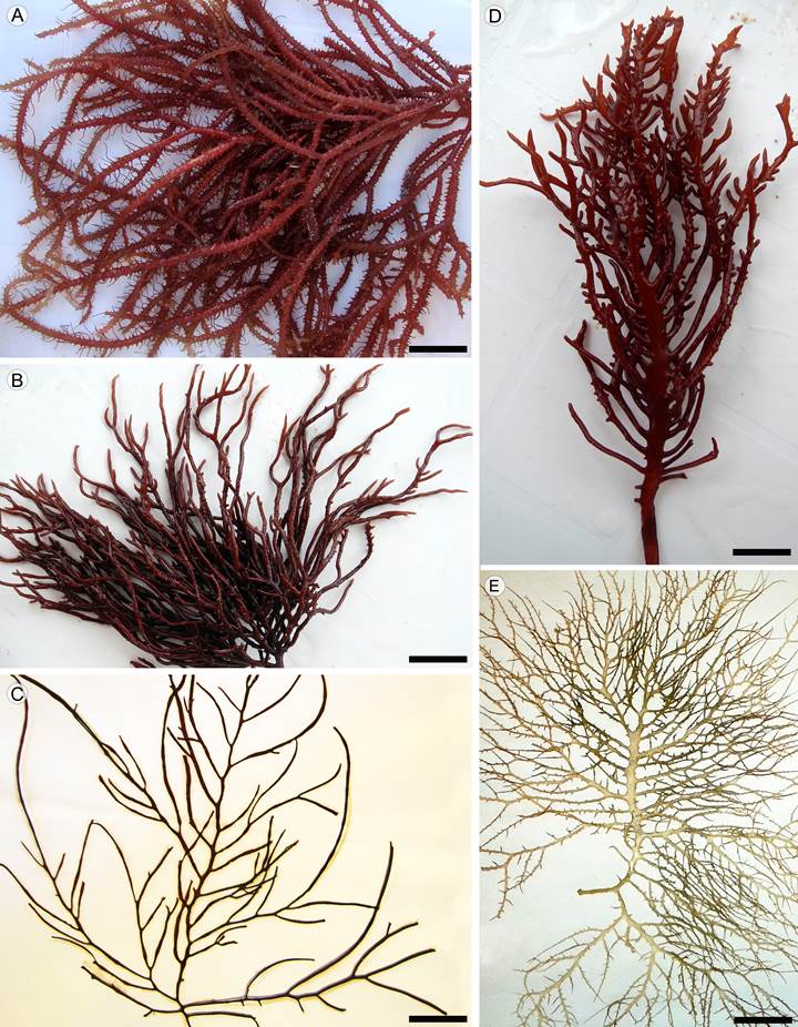 Patrones de distribución de la familia Solieriaceae (Gigartinales ...
