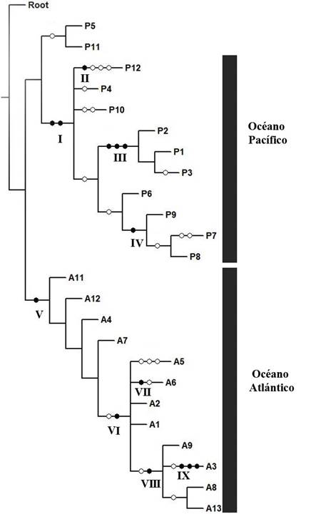 Patrones de distribución de la familia Solieriaceae (Gigartinales ...