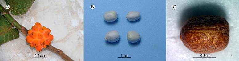 Germinación, crecimiento inicial y morfología de Castilla elastica ...