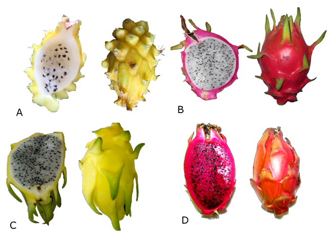 Comparative estimations of betalains and sugars in fruits of five ...