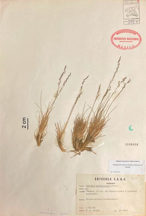 Un nuevo registro de Podagrostis (Poaceae, Pooideae, Poeae) para México