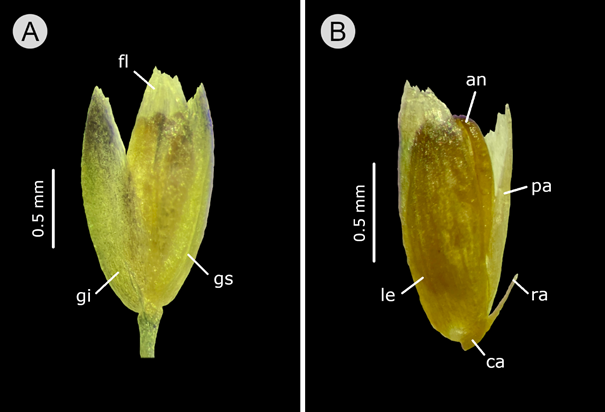 Un nuevo registro de Podagrostis (Poaceae, Pooideae, Poeae) para México