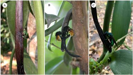 Visit frequency of Euglossine bees (Hymenoptera: Apidae) to mature ...
