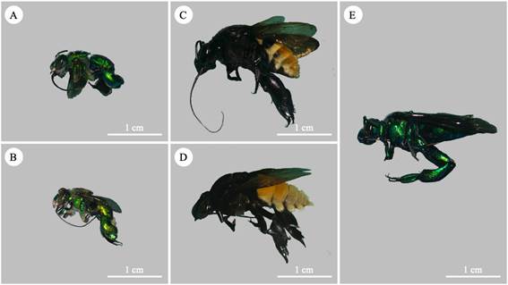 Visit frequency of Euglossine bees (Hymenoptera: Apidae) to mature ...