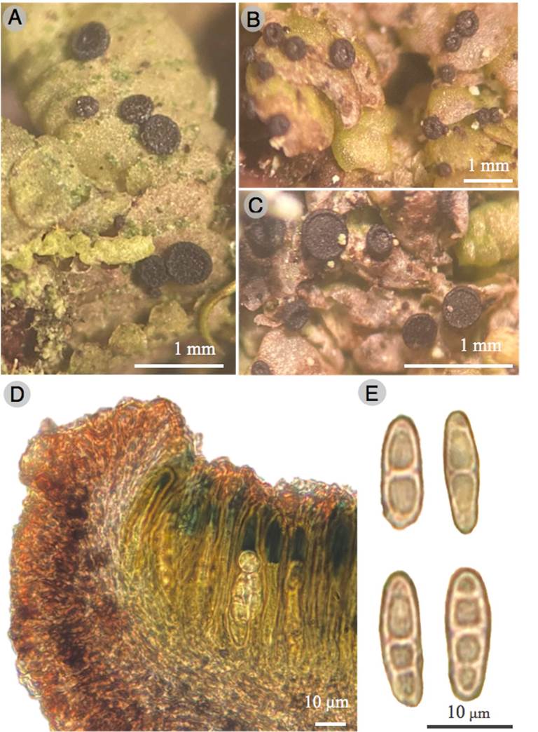 First record of the bryophilous fungus Paruephaedria heimerlii ...