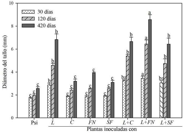 Diagrama Ectomicorrizico Ectomycorrhiza Wikipedia