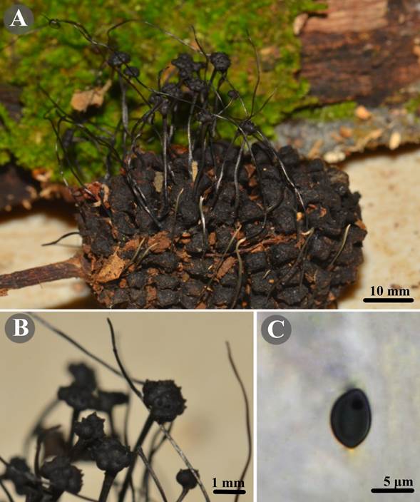 El género Xylaria (Xylariaceae, Ascomycota) en el bosque tropical ...
