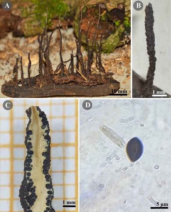 El género Xylaria (Xylariaceae, Ascomycota) en el bosque tropical ...