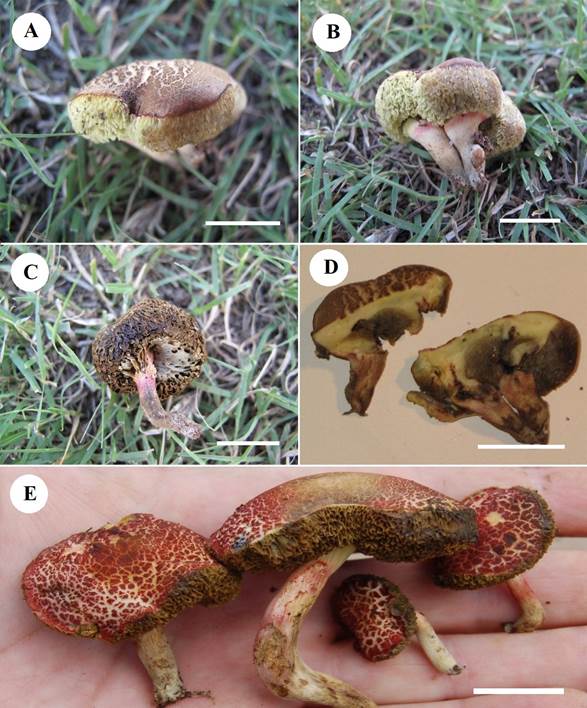 Xerocomellus carmeniae (Boletales, Basidiomycota), a new fungus from ...