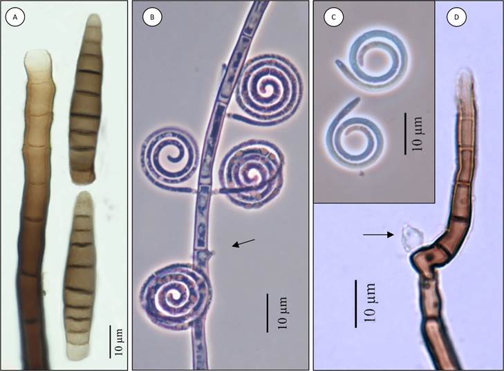 Micromicetos asexuales hallados sobre hojas de Quercus spp. (Fagaceae ...