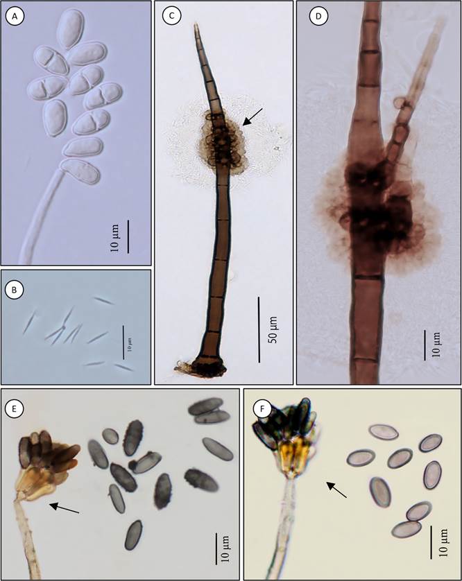 Micromicetos asexuales hallados sobre hojas de Quercus spp. (Fagaceae ...
