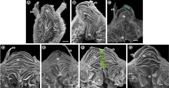 Reproductive biology and potential distribution of Ficus pringlei ...