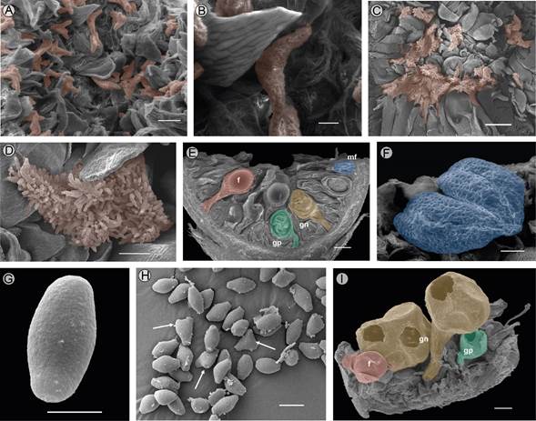 Reproductive biology and potential distribution of Ficus pringlei ...