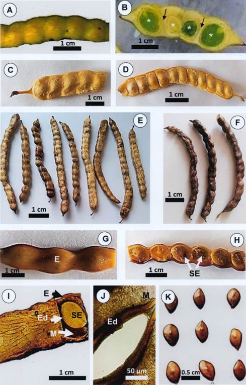 Caracteres morfométricos y anatómicos de frutos y semillas de una ...