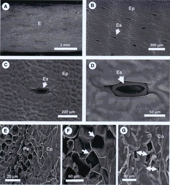 Caracteres morfométricos y anatómicos de frutos y semillas de una ...