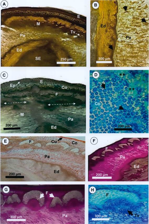 Caracteres morfométricos y anatómicos de frutos y semillas de una ...