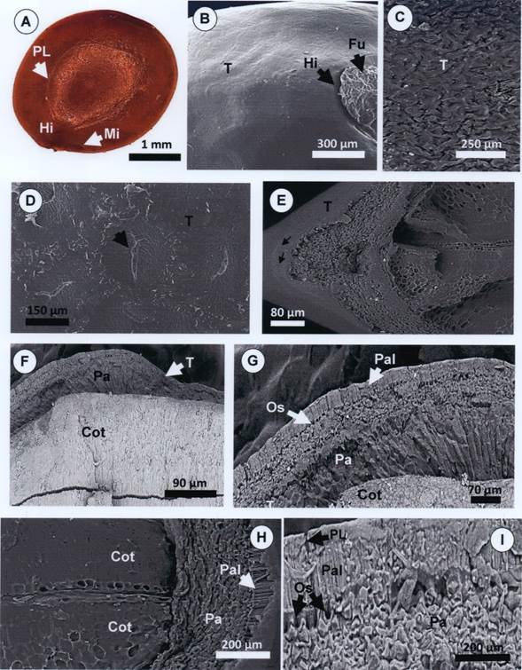 Caracteres morfométricos y anatómicos de frutos y semillas de una ...