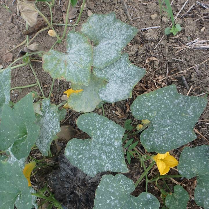 Identificación molecular de los tipos de compatibilidad en poblaciones ...