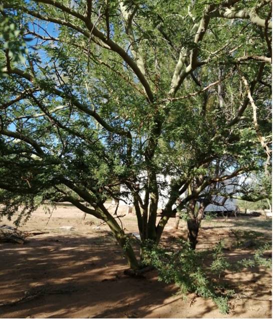 Novel information about the bioactive compound profile, antioxidant and ...