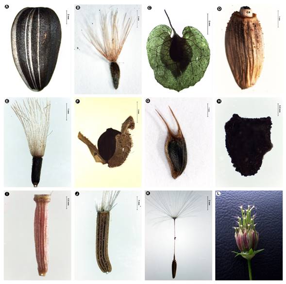 Tribus de Asteraceae en México, morfología y clave de identificación
