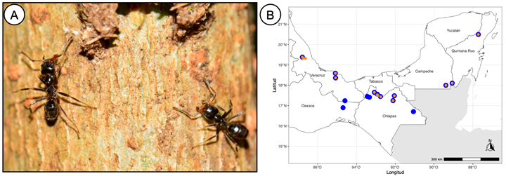 Listado de angiospermas epífitas que conforman jardines de hormigas de ...