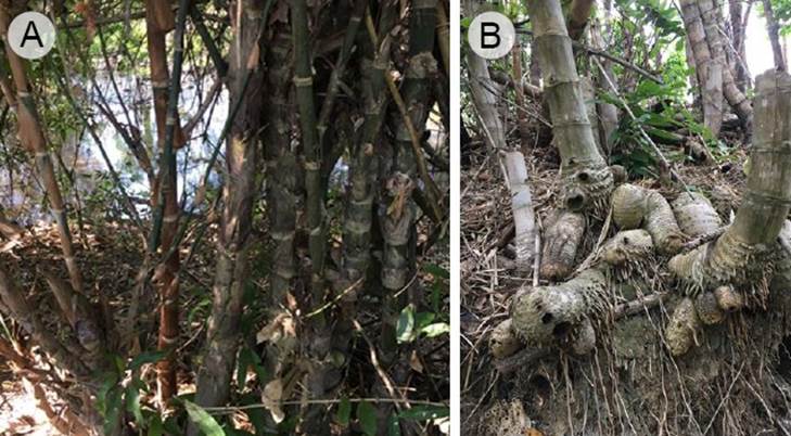 Servicios ecosistémicos de las especies nativas e introducidas de bambú ...