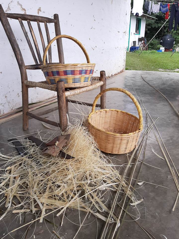 Servicios ecosistémicos de las especies nativas e introducidas de bambú ...